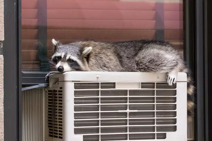 Racoon ing AC