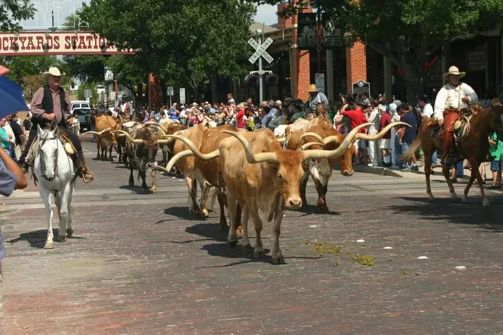 Longhorns op parade yn Dallas-Fort Worth