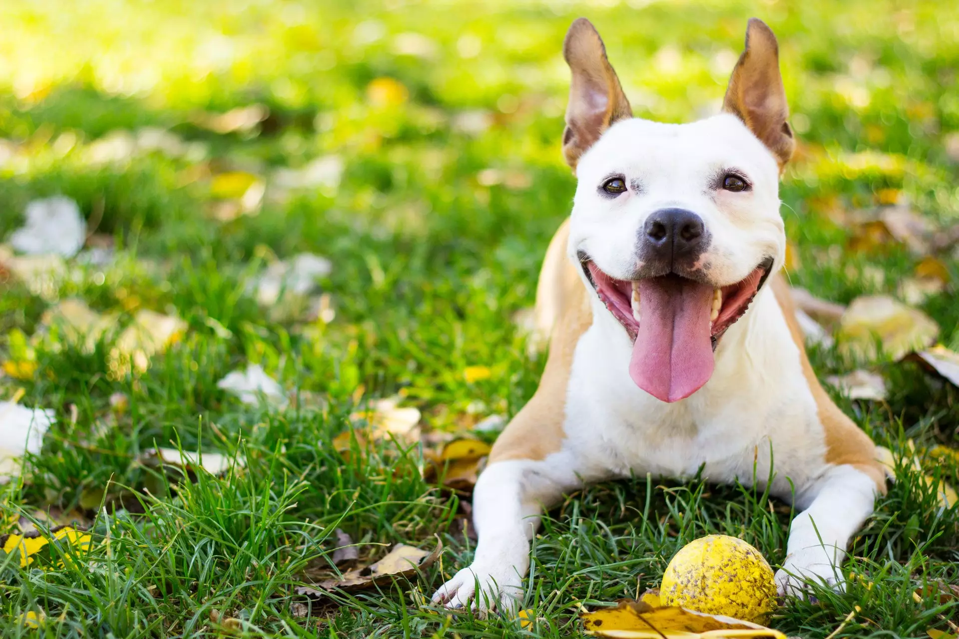 10 Yam Koj Yuav Tsum Tsis Txhob Ua ntawm Dog Park