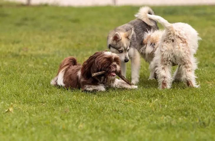 Três cães brincando juntos no parque para cães.