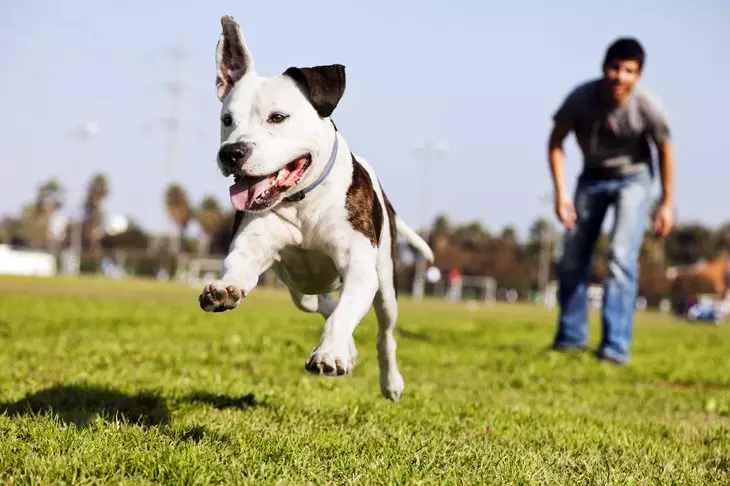 10 สิ่งที่คุณไม่ควรทำที่ Dog Park 1370_11