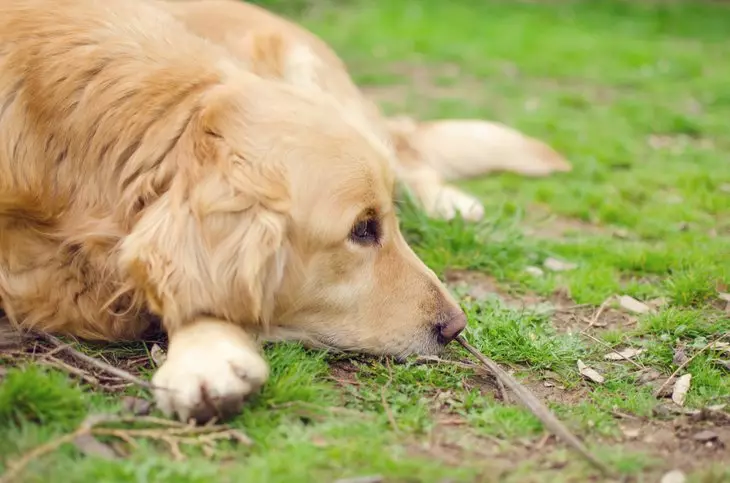 10 Hal Yang Tidak Harus Anda Lakukan di Taman Anjing 1370_2