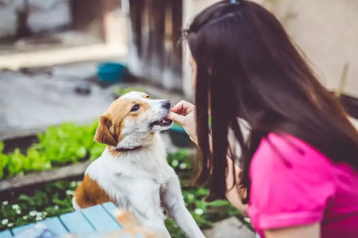 10 Hal Yang Tidak Harus Anda Lakukan di Taman Anjing 1370_3