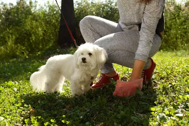 10 coisas que você nunca deve fazer no parque para cães 1370_4