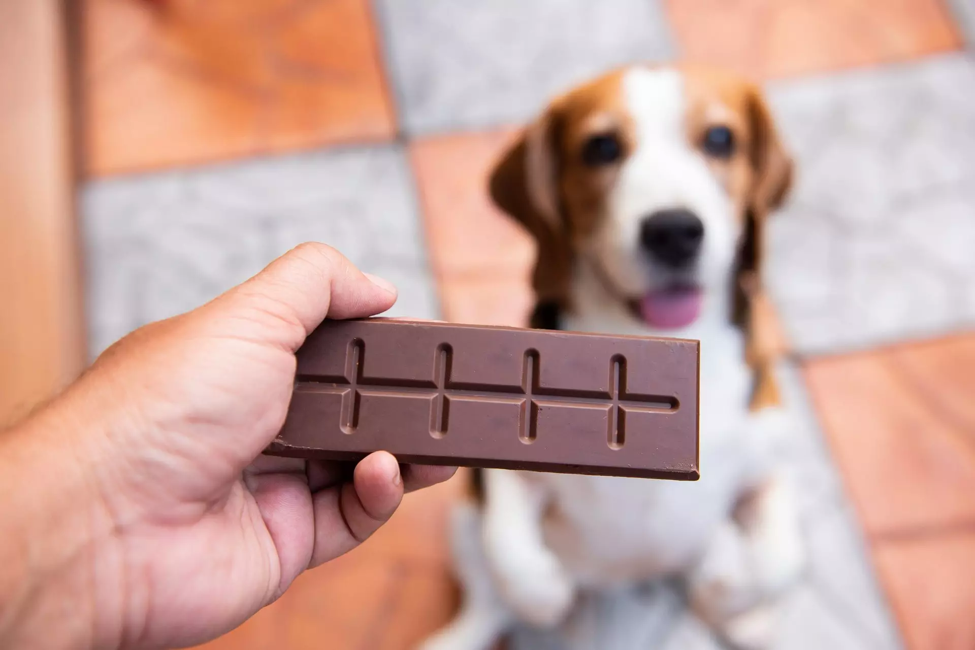 9 prázdninových nebezpečí, která způsobují stav nouze pro domácí mazlíčky – a velké účty za veterináře