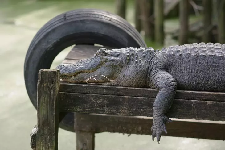 Alligator simi lori ibi iduro.