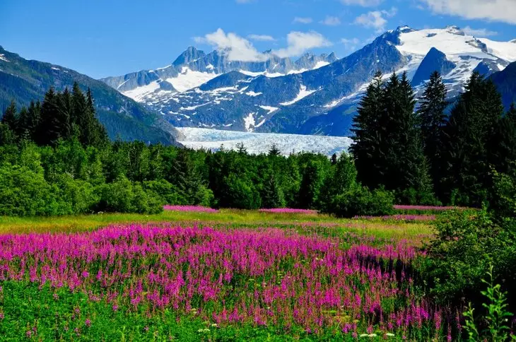 Malo a Alaska Springtime