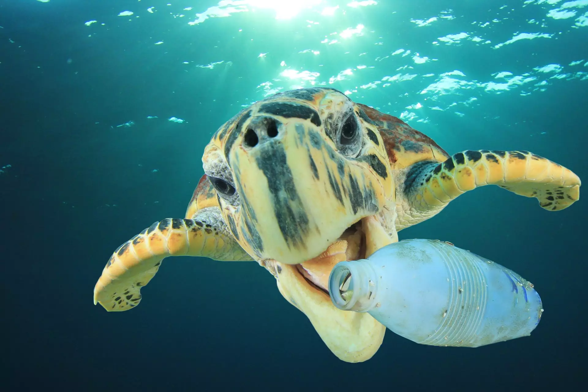 9 einfaldar leiðir til að skera úr plastúrgangi