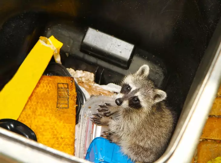 Racoon ka har'a litšila