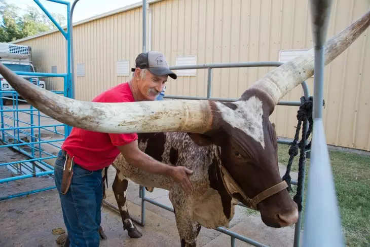 Kansas murume ane longhorn steer, zvekurima