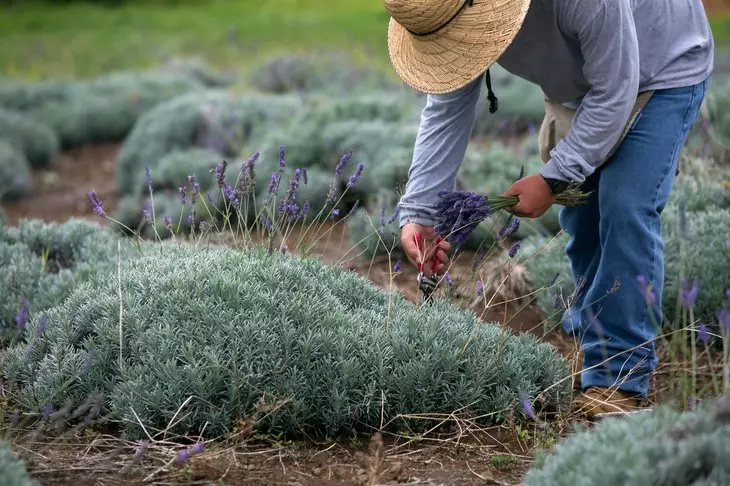 Lavender nga mag-uuma sa Hilo, Hawaii