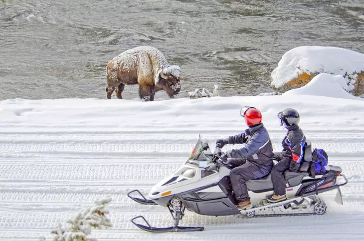 Snøscooterkjørere passerer en bison i Wyoming