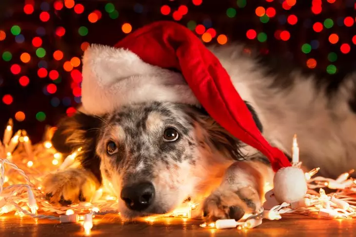 Perro con árbol de Navidad