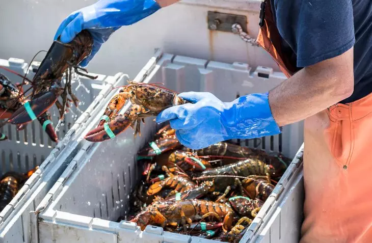 Maine fanasokajiana lobster