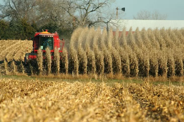 Harvest yn Nebraska