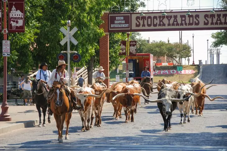 gado desfilando pela rua Fort Worth Stockyards acompanhado de vaqueiros a cavalo