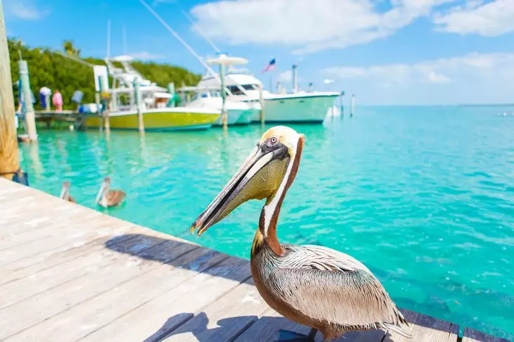 Pelican nun muelle en Key West, Florida.