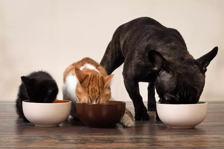 Två katter och en hund äter sida vid sida.