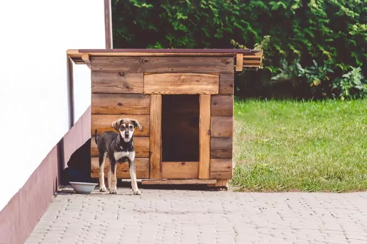 Gelukkige hondjie buite hondehok buite