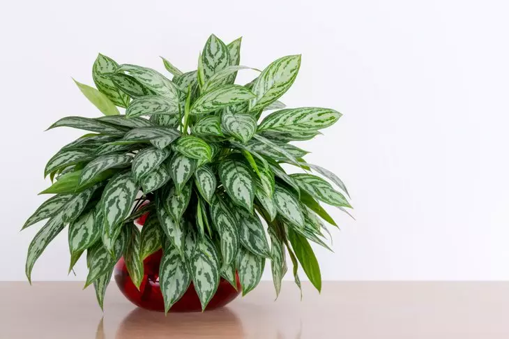 Txinako hosto iraunkorreko (Aglaonema) etxeko landarea