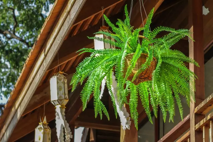 Boston fern houseplant