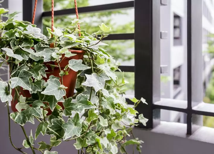 Englesch Ivy Houseplant