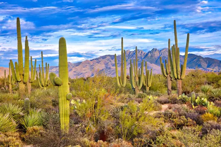 Fhionnuisce, Arizona