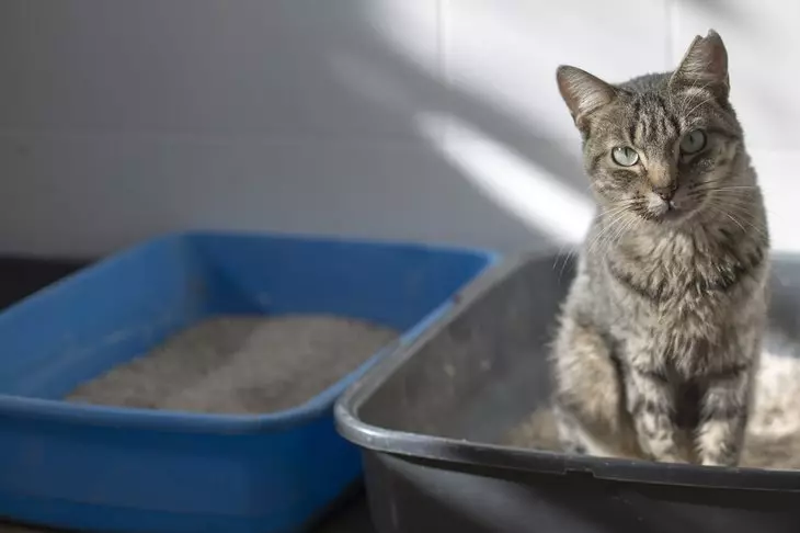 Kat in de kattenbak