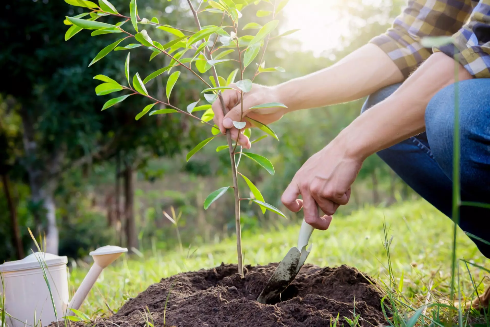 あなたの家の価値を高めたいですか？木を植える — 今すぐ