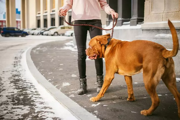 10 nevarnosti hišnih ljubljenčkov, za katere ne veste 9284_4