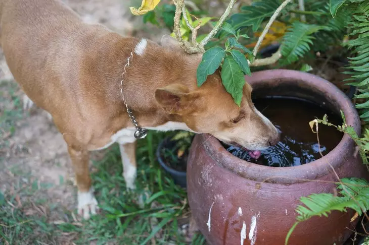 10 પાલતુ જોખમો જેના વિશે તમે જાણતા નથી 9284_7